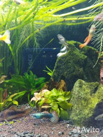 Рыбки гуппи