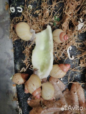 Продаю улиток