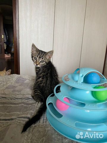 Усатик-Полосатик,2,5 мес в поисках дома