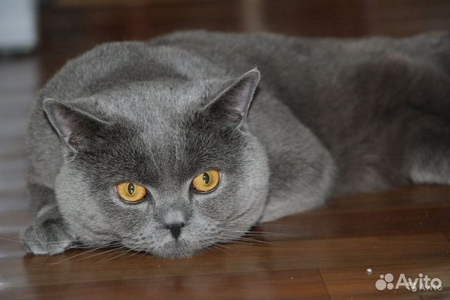 Шотландец бесплатно