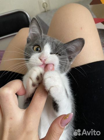 Котеныш