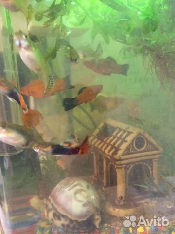 Аквариумные рыбы