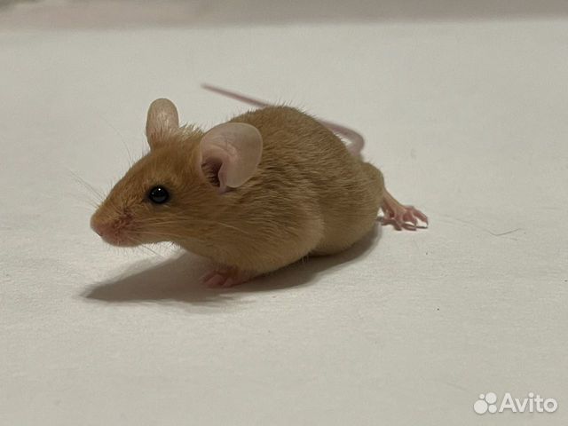Сатиновые мышки различных окрасов