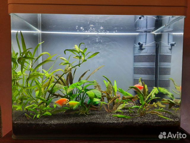 Аквариум 30 литров с рыбками и полным оборудование