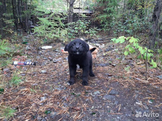 Щенок-мальчик от небольшой собаки