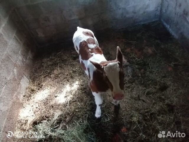 Теленок бычок