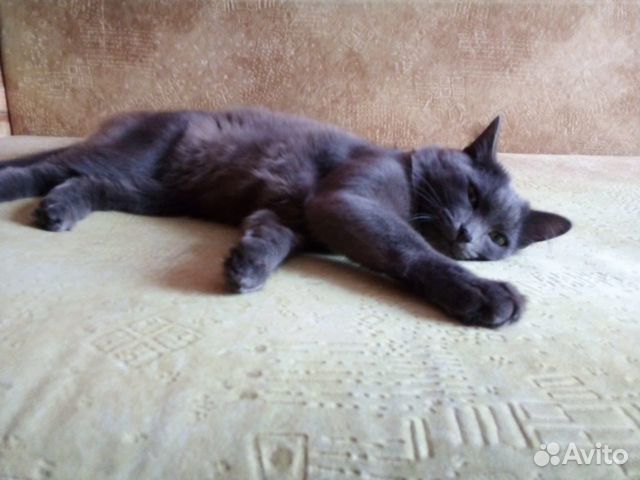 Кот молодой бесплатно