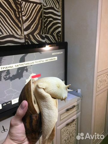 Улитка Ахатина Ахатина Тигр