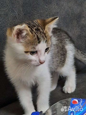 Котенок