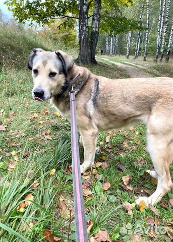 Собака из приюта в дар