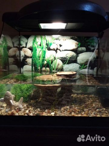 Террариум для черепахи