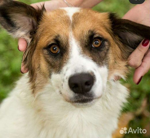 Собака Терри в добрые руки