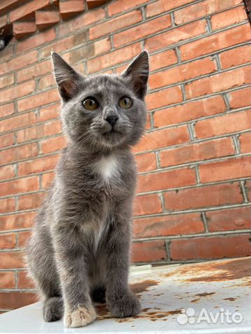 Котенок помесь британца. Девочка
