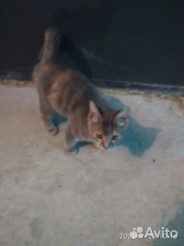 Котенка кто потерял