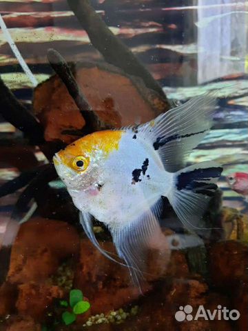 Рыбки скалярии