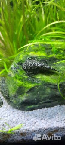 Псевдоскат севилья