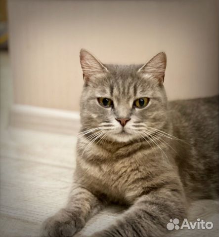 Британские котята