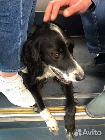 Собака девочка кто потерял