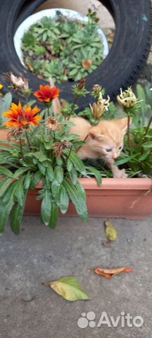 Пушистые рыжики