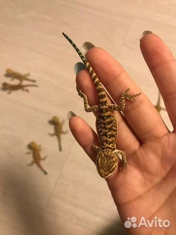 Малыши бородатой агамы