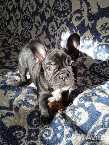 Французский бульдог щенки