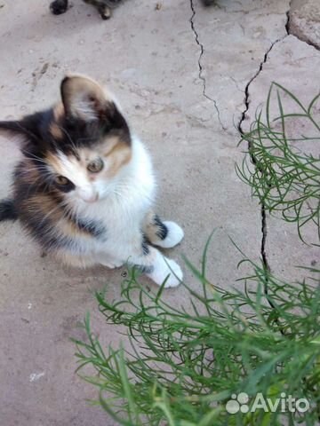 Котята в добрые руки бесплатно