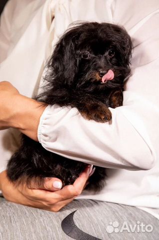 Мини щенок, собака компаньон, маленткая собачка