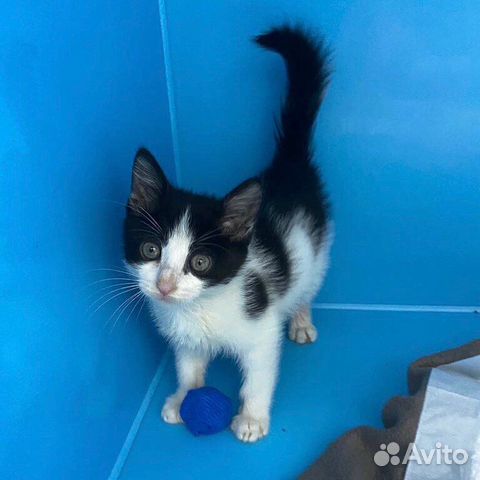 Котенок Сашка ишет дом )