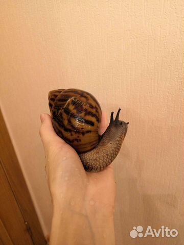 Улитки ахатины тигры с домиком и кормом