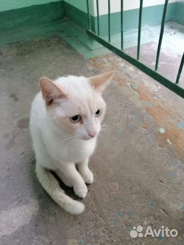 Котенок подросток мальчик,кто то выкинул,очень кра