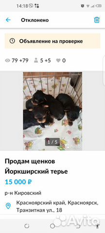 Йокширский терьер щенки