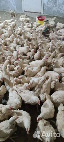 Куры бройлеры