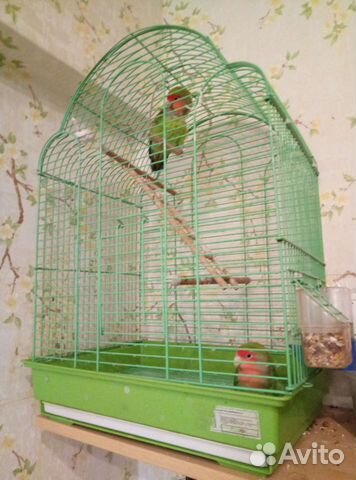 Попугай неразлучники парочка