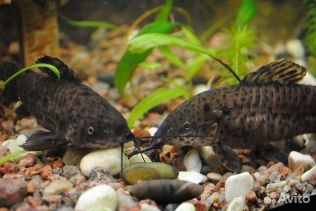 Сомик аквариумный