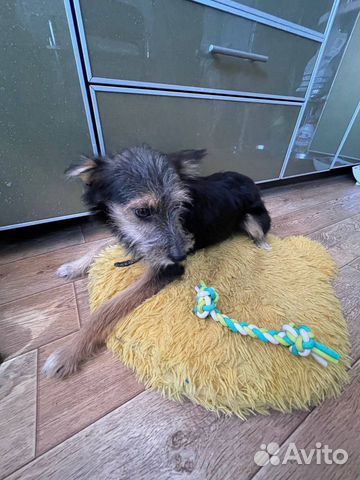 Маленькая собачка