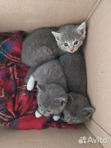 Котята в добрые руки