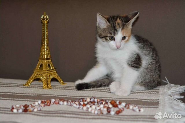 Кошки