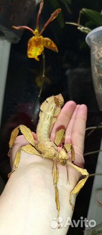 ' Extatosoma tiaratum ' Гигантский палочник