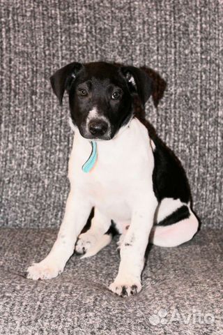 Умный и ласковый Кай очень хочет домой