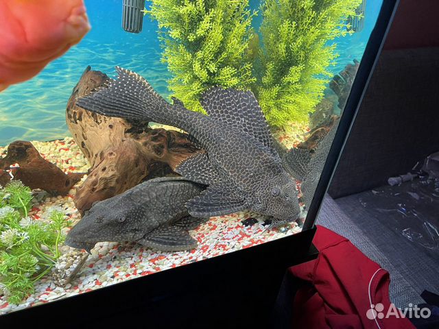 Аквариумные сомики (3 шт)