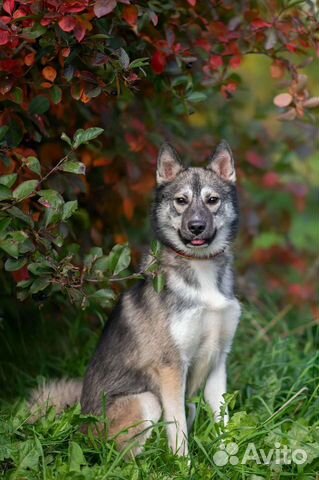 Западно сибирская лайка