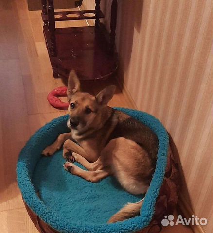 Небольшая собачка Белка в добрые руки