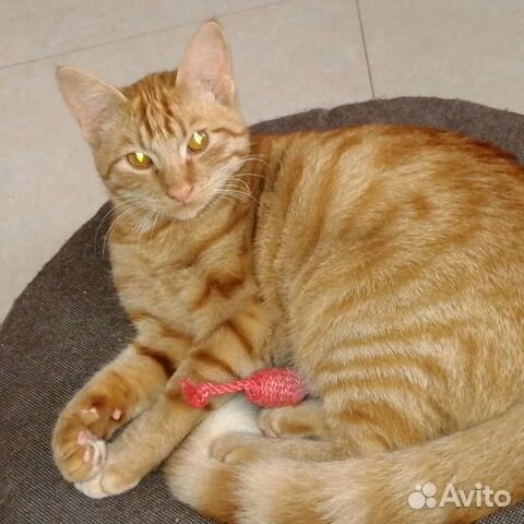 Коты в добрые руки