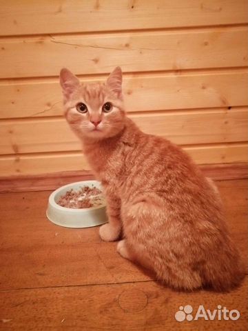 Золотой Котик 3мес