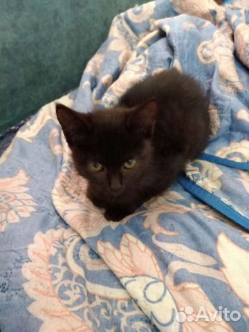 Кошки бесплатно