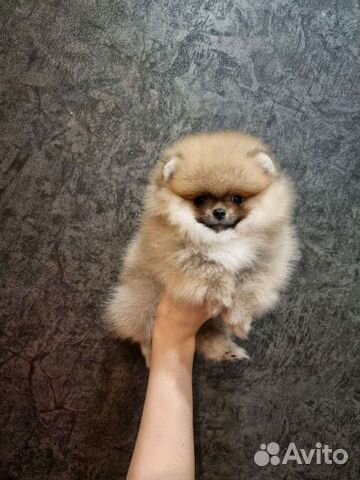 Кокетка Сью