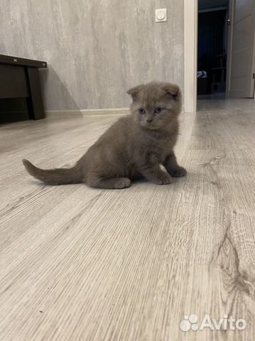 Британские котята