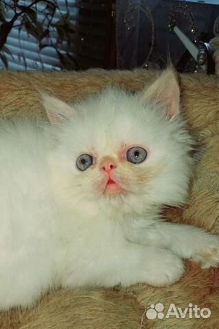 Синеглазые персята-гималайцы