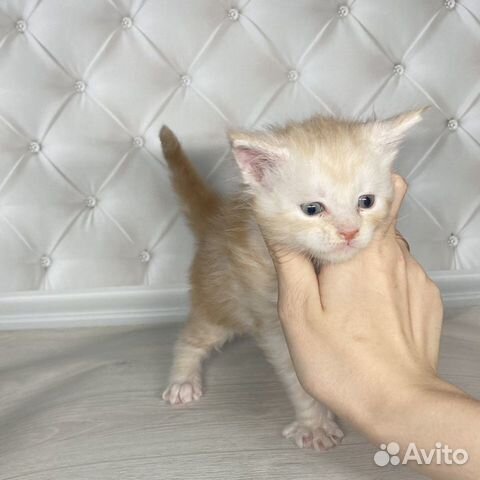 Красный серебристый кот резерв