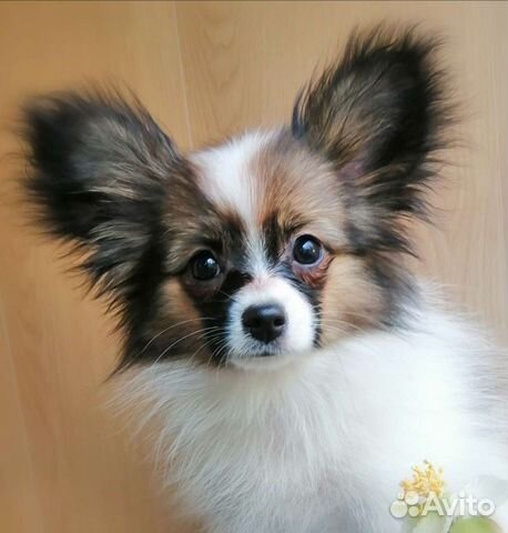 Девулька (Папийон)